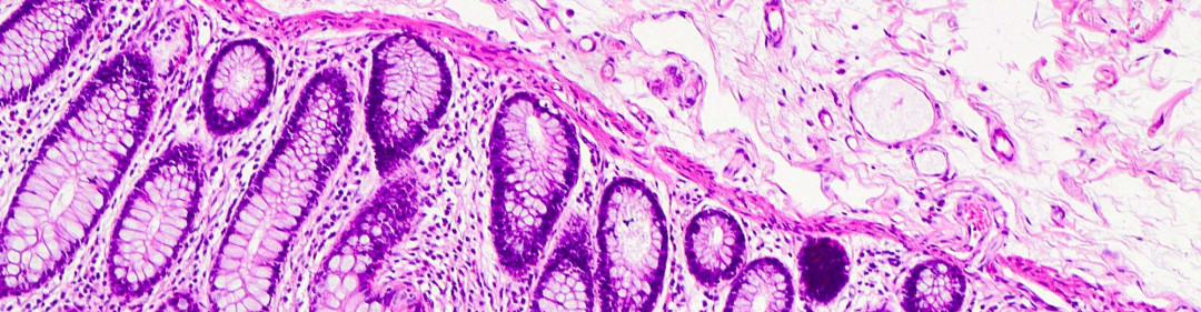 H&E Slide - ProteoGenex